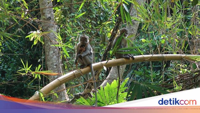 Kera-kera Nakal Bikin Resah Warga Kalapagunung Kuningan Kera-kera Nakal Bikin Resah Warga Kalapagunung Kuningan