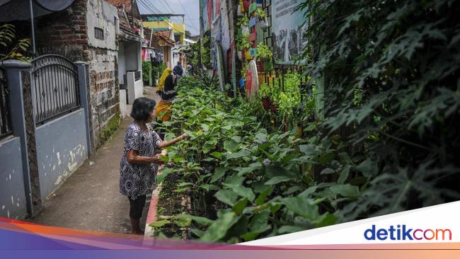 Aksi Warga Bandung Berkebun di Gang Sempit