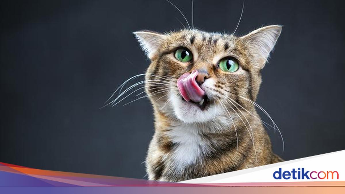 Mengapa Manusia Tak Boleh Makan Daging Kucing?