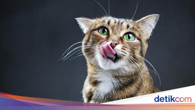Mengapa Manusia Tak Boleh Makan Daging Kucing?