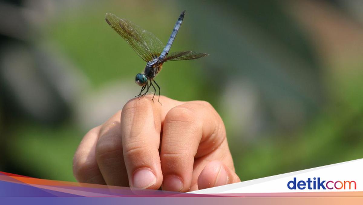 Apakah Gigitan Capung Berbahaya bagi Manusia? Ini Faktanya!