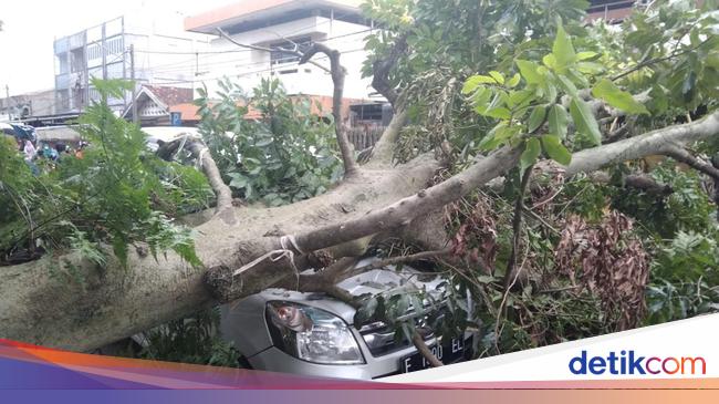 Dilanda Hujan dan Angin Kencang, 8 Pohon di Jakarta Tumbang