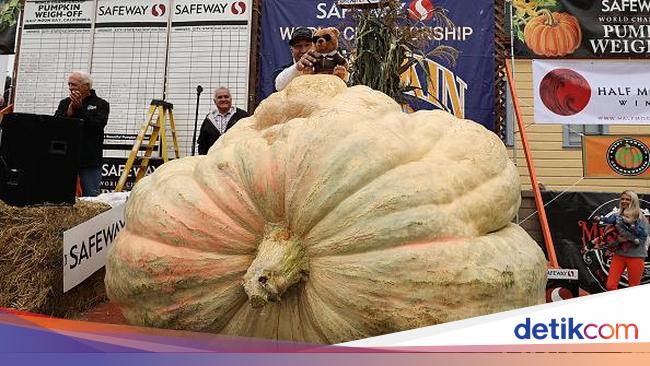 Ini Dia Pemenang Kompetisi Labu Raksasa di AS