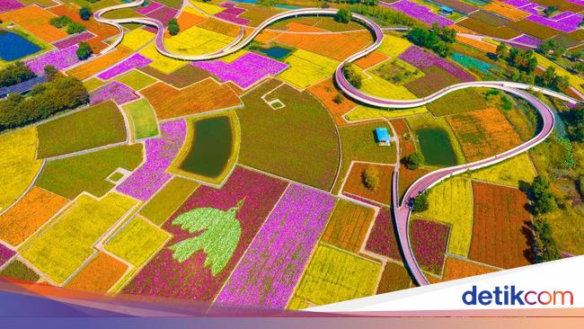 Sejuk Banget, Lihat Ladang Bunga Bermekaran di China