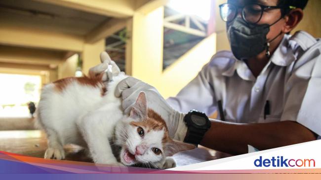 12 Ciri-Ciri Kucing Rabies yang Perlu Diwaspadai
