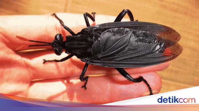 Hiii... Deretan Serangga Raksasa yang Bikin Merinding