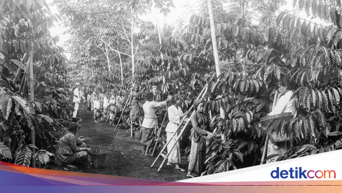 Dampak Tanam Paksa Penjajah Belanda bagi Indonesia