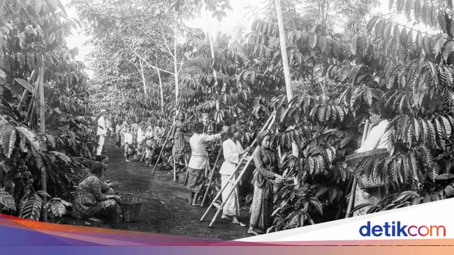 Dampak Tanam Paksa Penjajah Belanda bagi Indonesia
