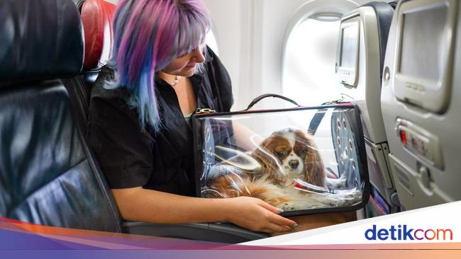 Ogah Elus Anjing, Penumpang Ini Dimusuhi Satu Pesawat