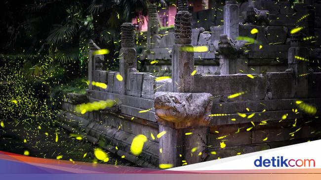 Cara Kunang-kunang Mengeluarkan Cahaya dari Tubuh