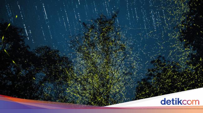 Indahnya Kelap-kelip Kunang-Kunang yang Bikin Jatuh Hati