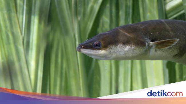 Belut Itu Ular atau Ikan? Ini Jawaban Ilmiahnya