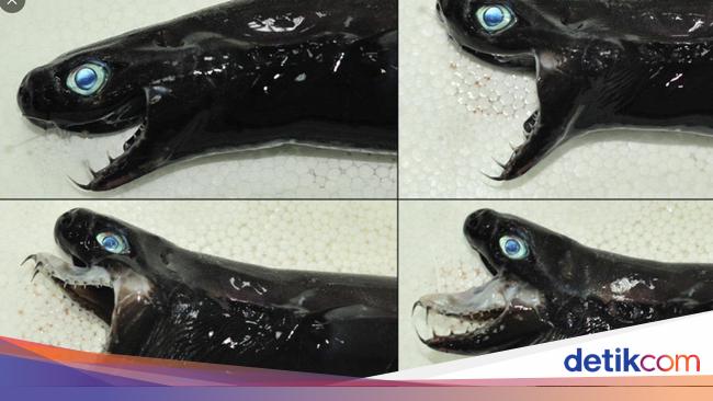 Ikan Ini Dianggap Menyeramkan dan Mirip Venom