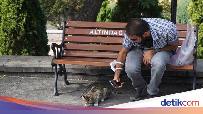 Foto: Kucing-kucing Gemoy dari Istanbul