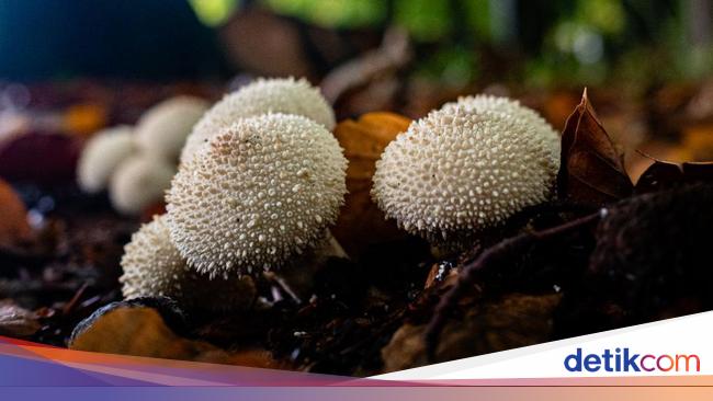 Jamur Jadi Penghubung Kunci Antar Pohon di Hutan, Seberapa Luas ...