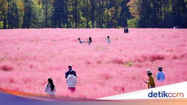 Hamparan Padang Rumput Merah Muda di China, Bikin Terpana