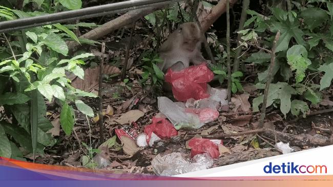 Kemunculan Monyet Liar di Gunung Tangkil Disebut gegara Ulah Manusia