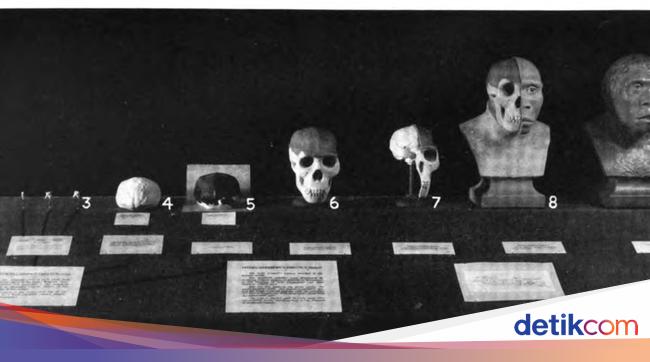 8 Jenis Manusia Purba di Indonesia Lengkap dengan Ciri-cirinya