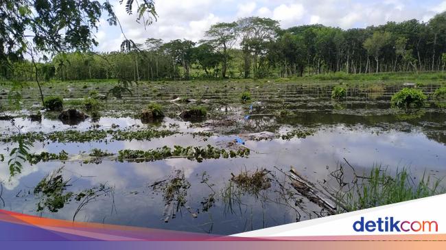 Ribuan Hektare Sawah di Blitar Selatan Gagal Panen Karena Terendam Banjir