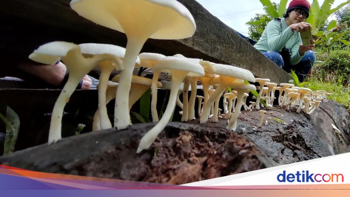 Jamur: Pengertian, Jenis, dan Manfaatnya bagi Manusia