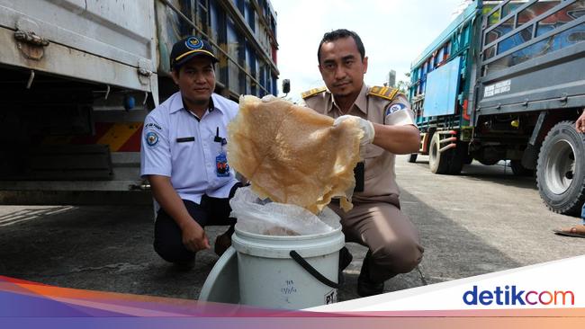 9,6 Ton Ubur-ubur Diekspor ke Malaysia Lewat PLBN Aruk