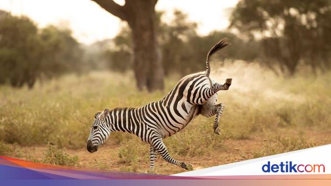 Dari Zebra Kentut yang Bikin Ngekek, Ini Hewan Liar Terlucu 2022