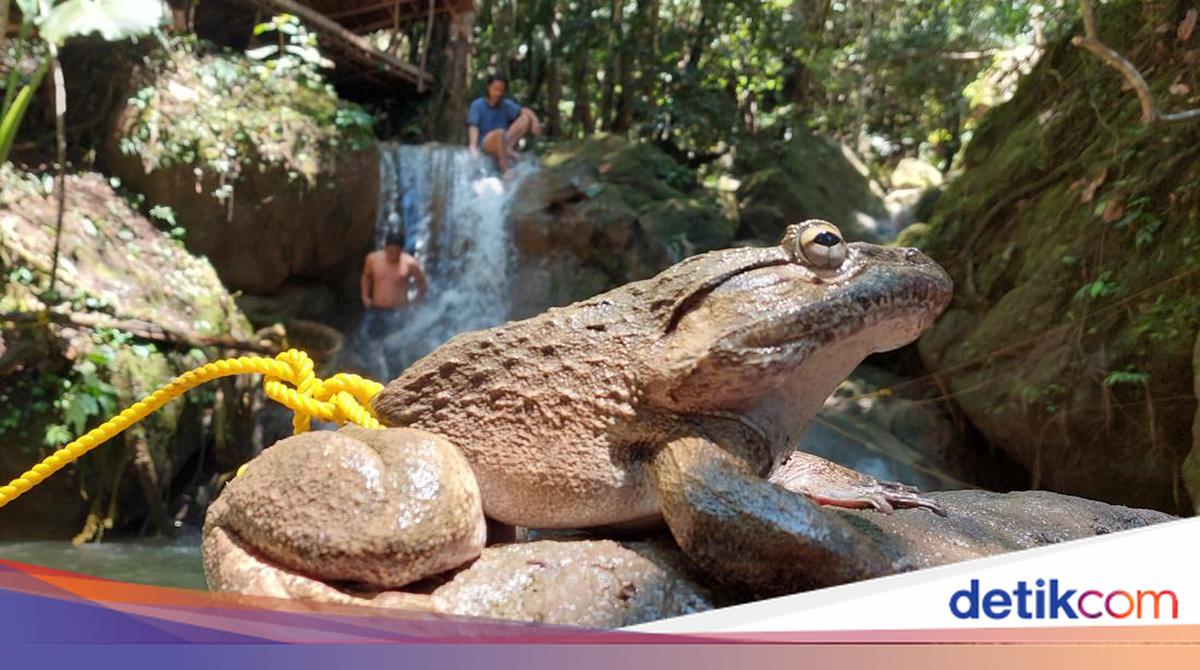 Todan Kuah Kuning, Olahan Katak Favorit Warga Desa Kadingeh Enrekang