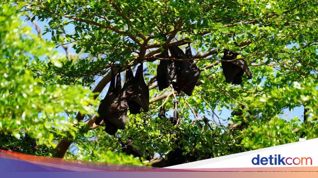 Jejak Kelelawar di Soppeng dan Janji Kesetiannya Menjaga Kota Kalong