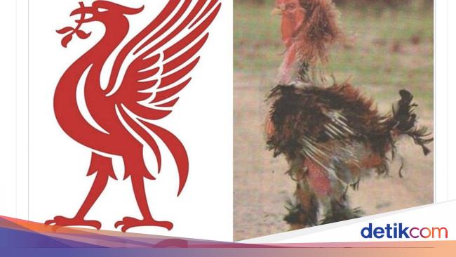 Meme Liverpool Jadi Ayam Sayur Dilibas Nottingham Forest