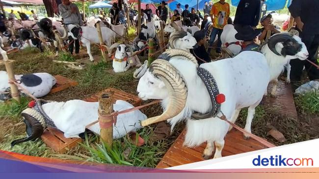 Potret Adu Ketangkasan Domba Garut di Pusparaya Ciamis