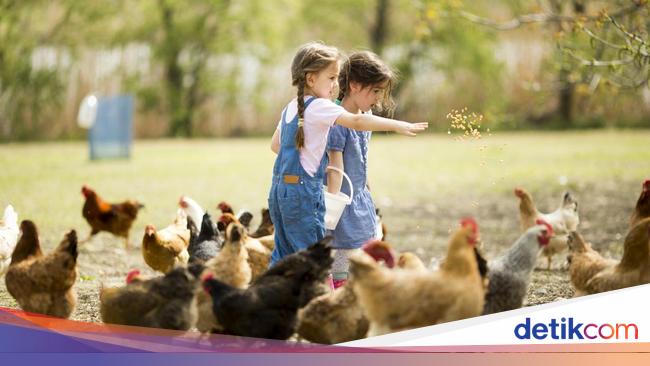 7 Fakta Menarik Tentang Ayam, Benarkah Keturunan T-rex?