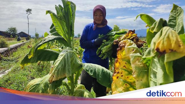 Sedih, Petani Tembakau Ponorogo Gagal Panen-Rugi Puluhan Juta gegara Hujan