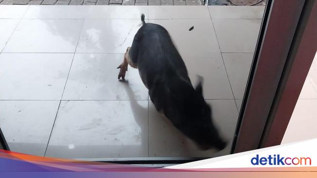 Mak Jegagik! Ada Babi Nyelonong ke Kantor Dinas LH DKI Mak Jegagik! Ada Babi Nyelonong ke Kantor Dinas LH DKI