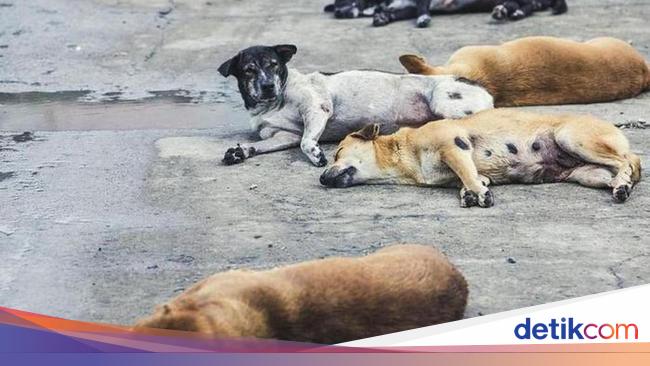 Denpasar Tunggu 74 Ribu Dosis Vaksin Rabies dari Pemprov Bali