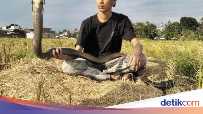 Kisah Pawang Ular Asal Malang Bertaruh Nyawa, King Kobra Paling Diwaspadai