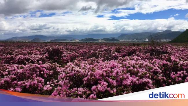 Berkurangnya Bunga Rhododendron, Berkurang Pula Kunjungan Wisatawan ke ...