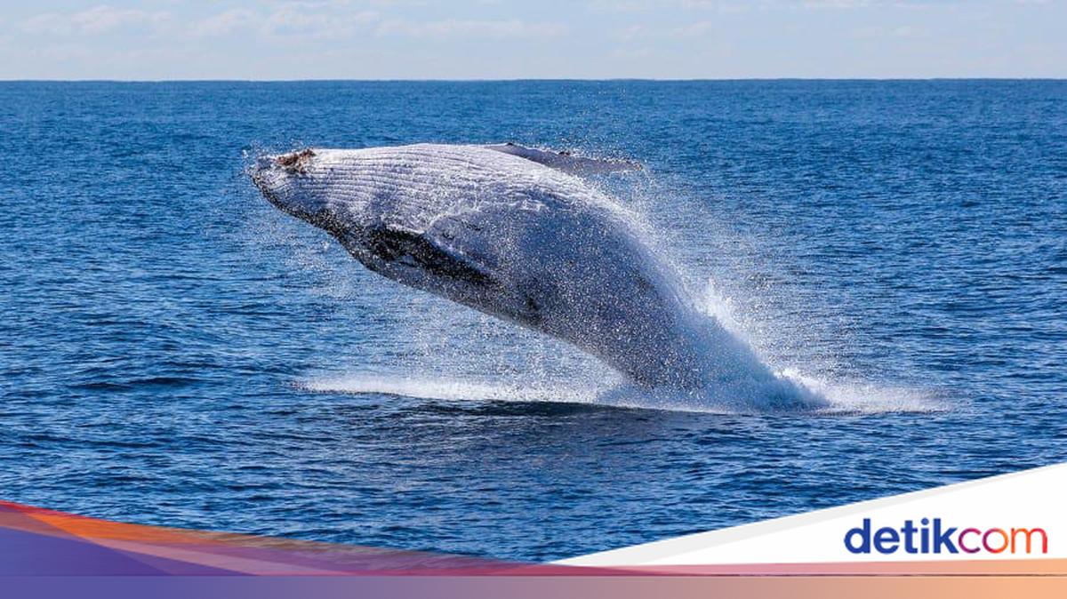 Mengenal Paus Terbesar di Dunia, Beratnya Capai 190 Ton