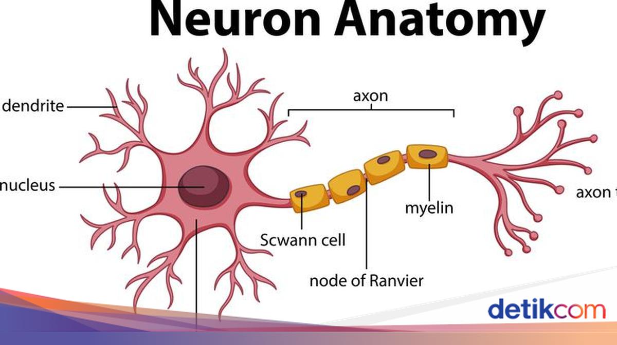 Apa Fungsi Akson atau Neurit dalam Sistem Saraf Tubuh?