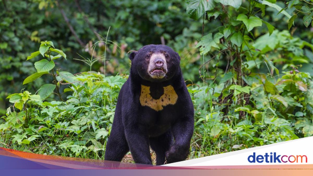 Benarkah Beruang Suka Makan Madu? Ini Jawabannya