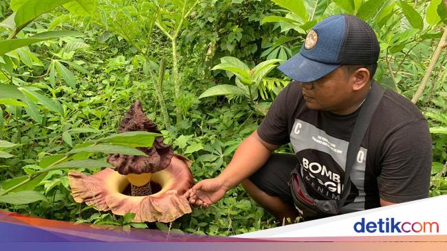 Heboh 3 Bunga Bangkai Tumbuh Subur di Lahan Pohon Sengon Warga Jember