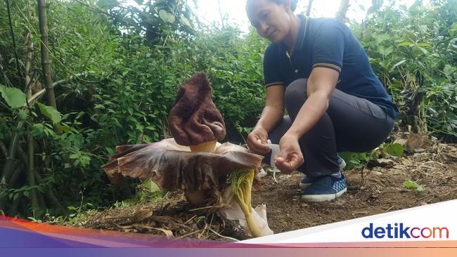 3 Bunga Bangkai Suweg Tumbuh di Denpasar, Sempat Dikerumuni Lalat