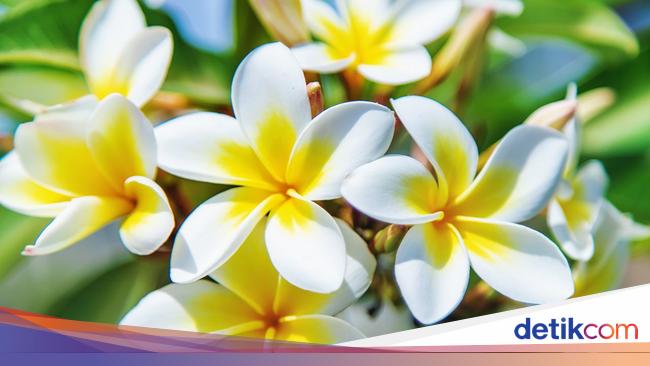 5 Tanaman Khas Bali yang Cocok Ditanam di Halaman Rumah