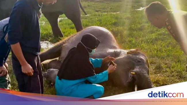 Satu Lagi Gajah Sumatera Mati di Taman Nasional Way Kambas Lampung