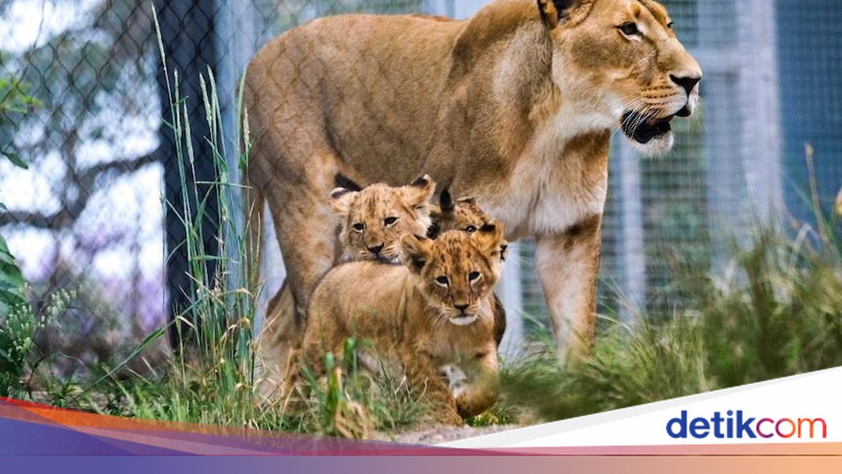 Takut Banget! 5 Ekor Singa Kabur dari Kandang Kebun Binatang