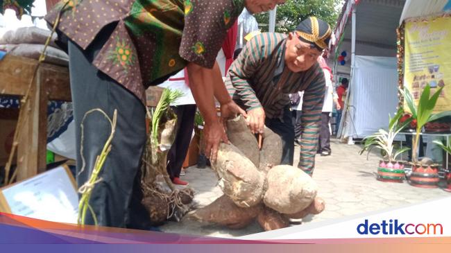 Wow! Singkong Raksasa Milik Petani Klaten Ini Bobotnya Capai 40 Kg