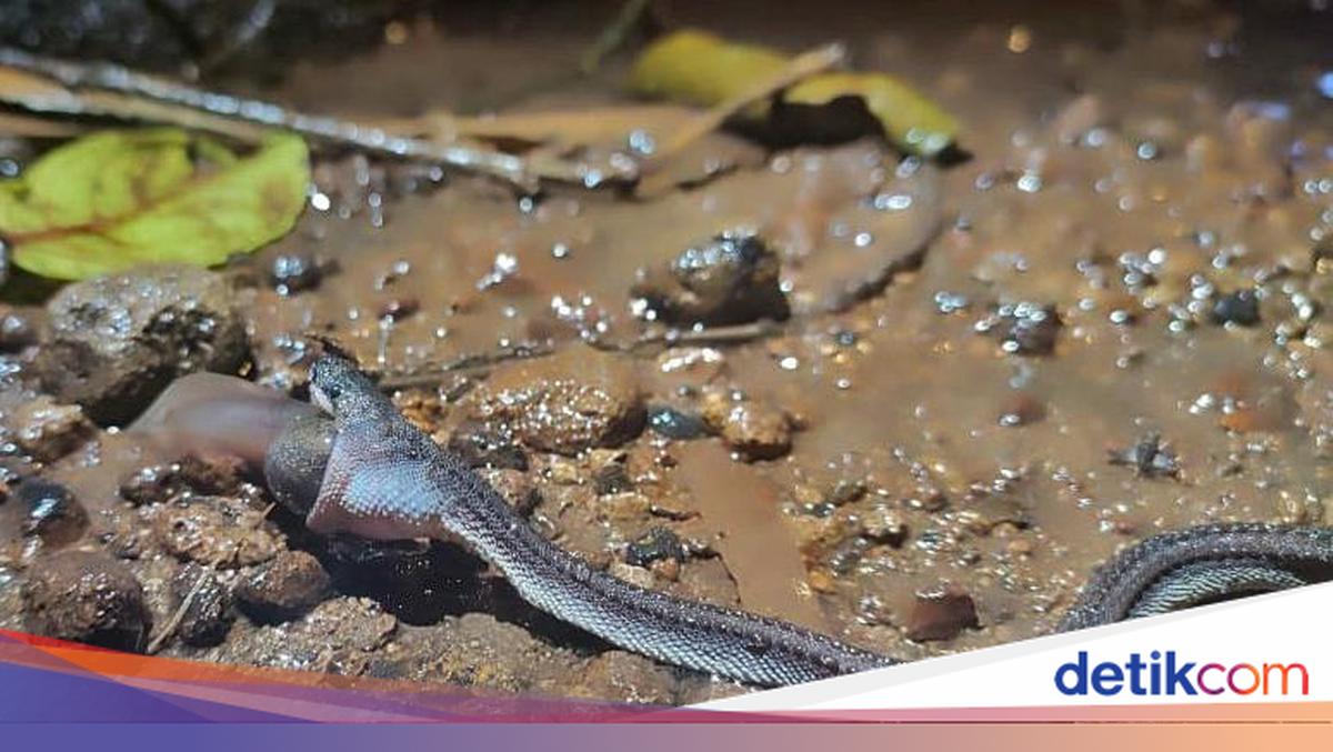 7 Fakta Ular Naga Jawa, Hewan 'Penunggu' Gunung Sanggabuana