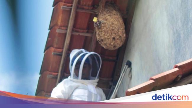 Momen Damkar Evakuasi Sarang Tawon Gung Kerap Serang Warga Banyuwangi