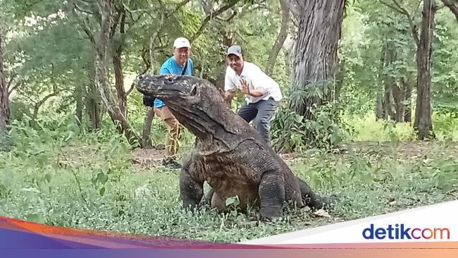 TN Komodo Mau Ditutup buat Wisata di 2025, Warga Menolak Keras!