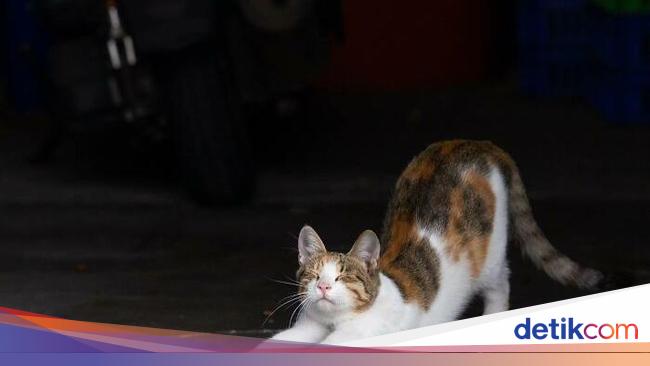 Mengapa Kucing Suka Ngulet? Ini Jawabannya
