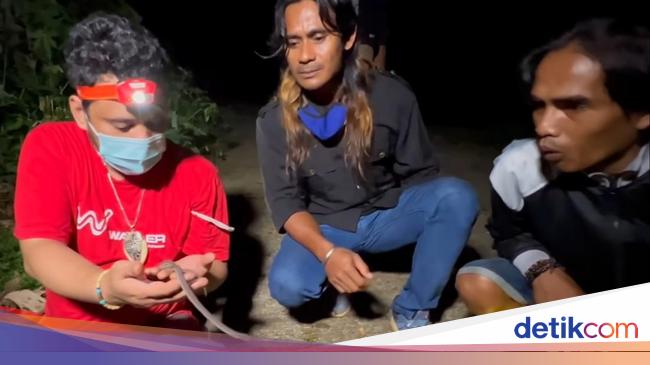 Panji Petualang dan si Eksotis Ular Naga Jawa